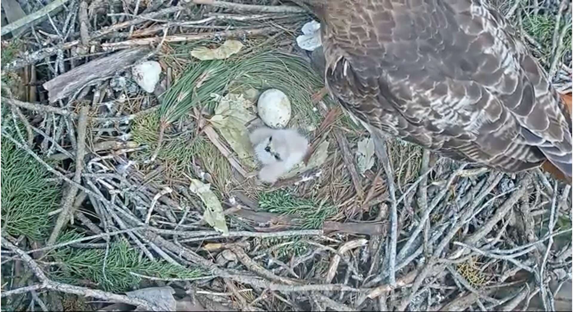 Red-tailed hawk hatches live on webcam in San Francisco's Presidio