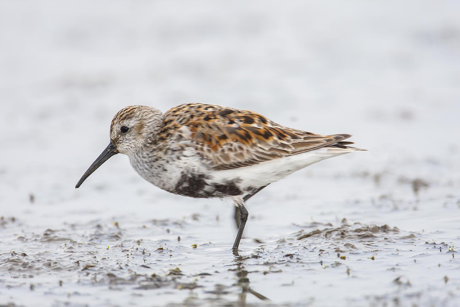 Coastal shorebirds include visitors on their way to northern breeding ...