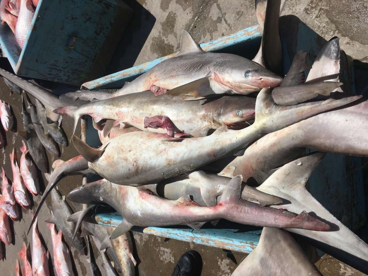 Coast Guard seizes more than 700 pounds of sharks allegedly caught ...