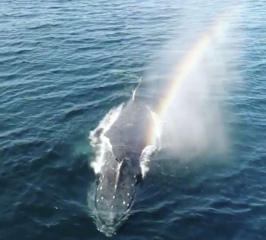 Watch a whale blow a rainbow from its spout off the California coast ...