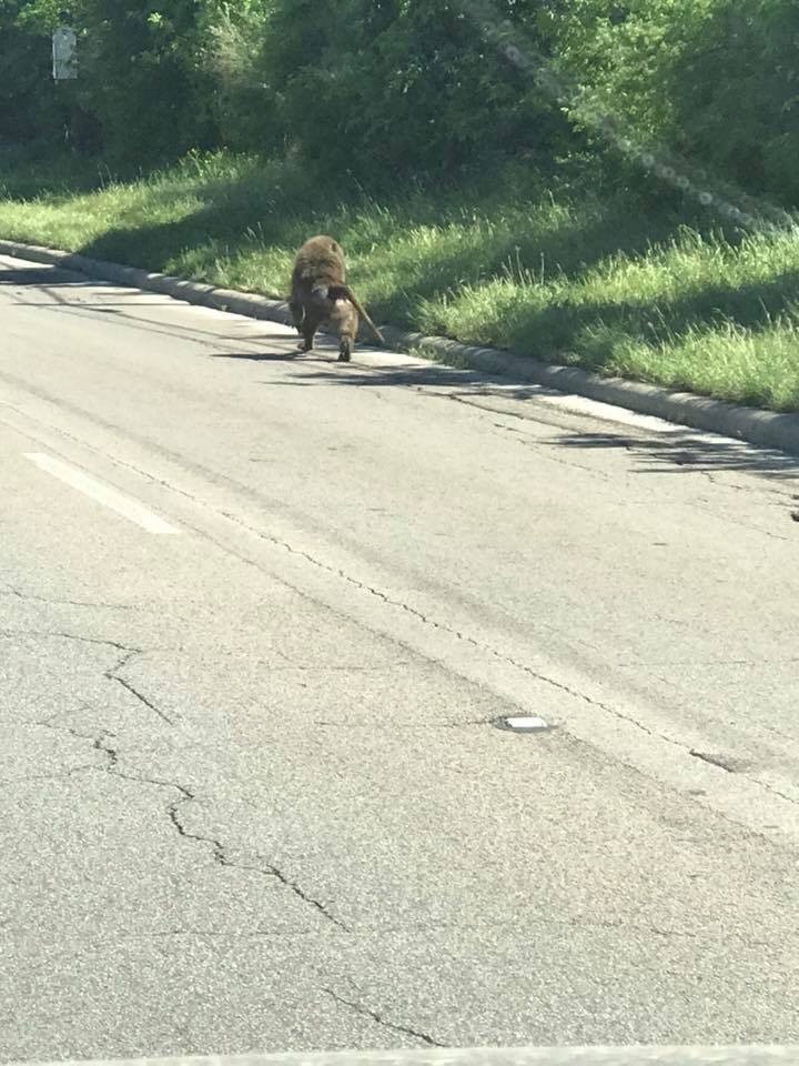 Recent baboon escape isn't the first time animals have broken loose ...