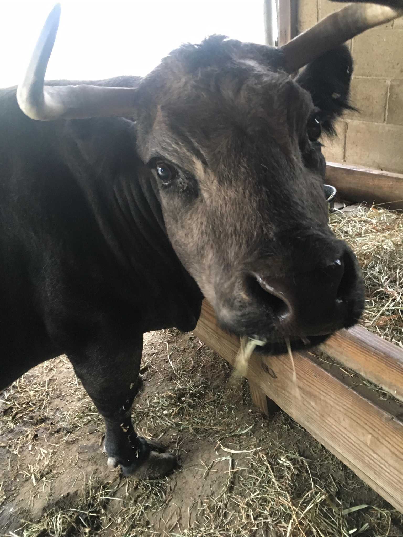 Zoo Cow