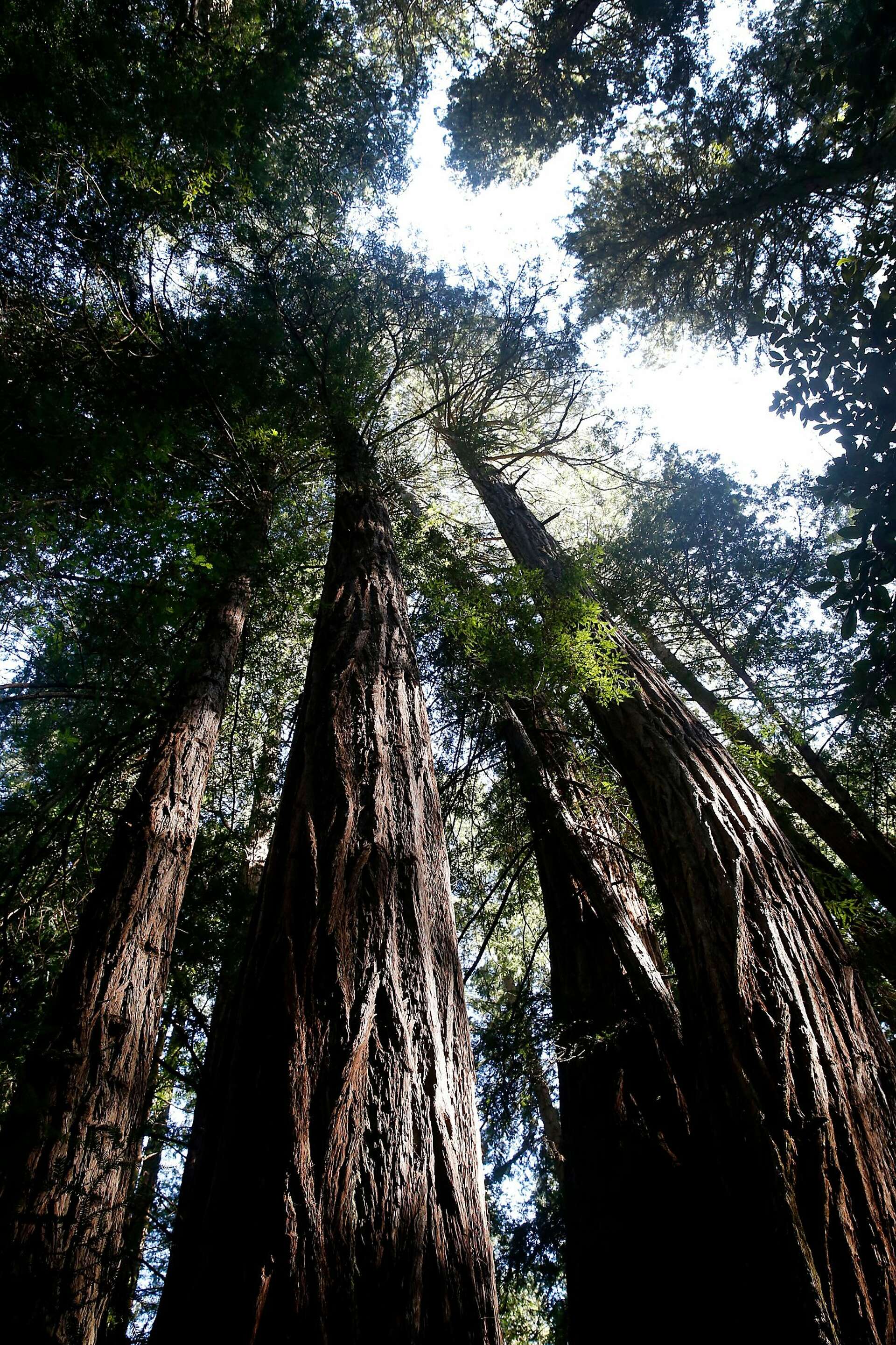 A plea to save California’s treasured coast redwoods, giant sequoias