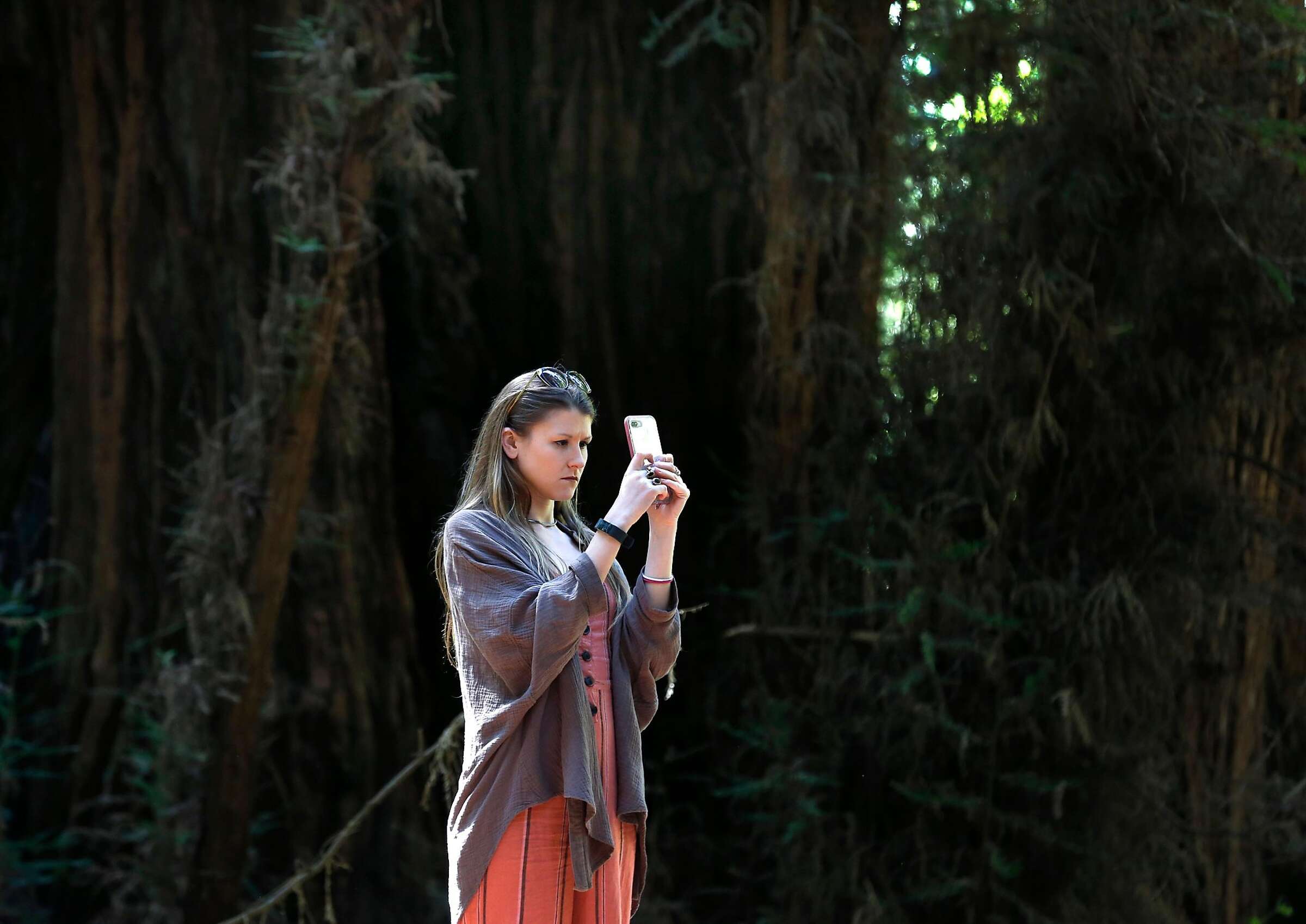 A plea to save California’s treasured coast redwoods, giant sequoias