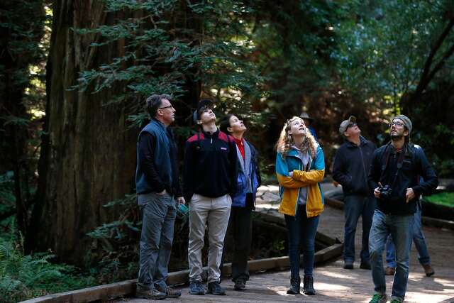 A plea to save California’s treasured coast redwoods, giant sequoias