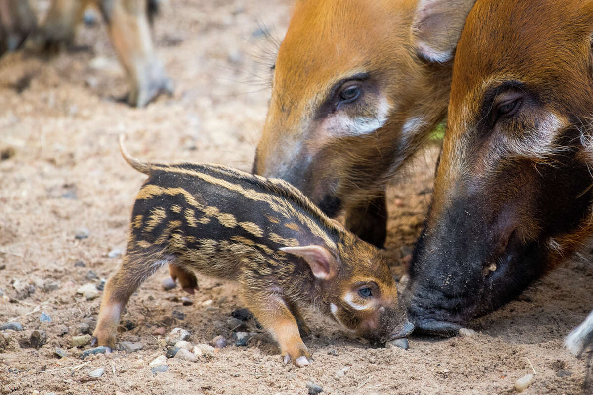 Houston Zoo shows off brand new red river hoglet born on site