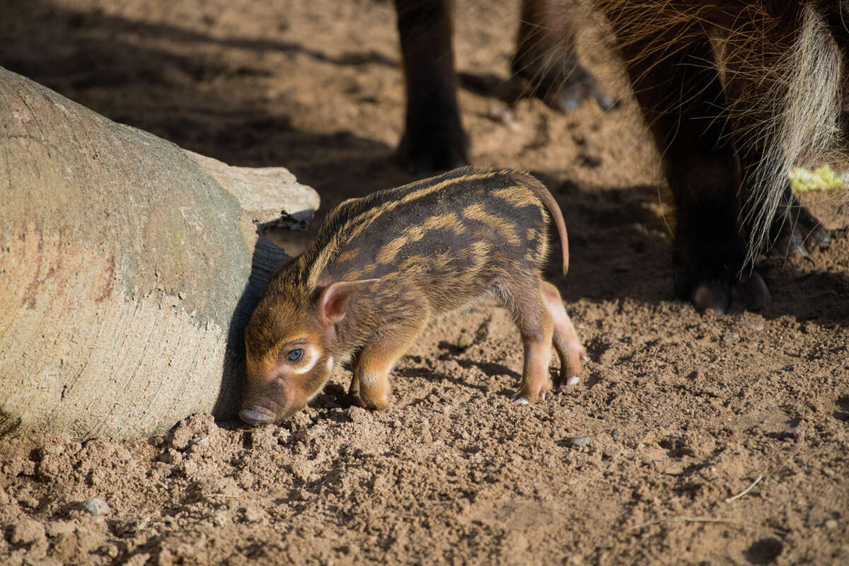 Houston Zoo shows off brand new red river hoglet born on site