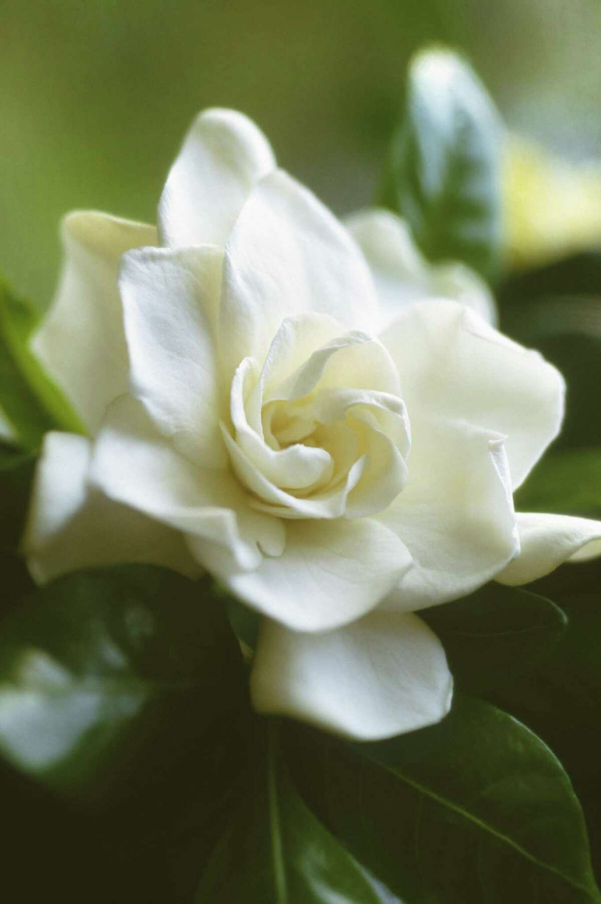 9 fragrant shrubs for Houston gardens