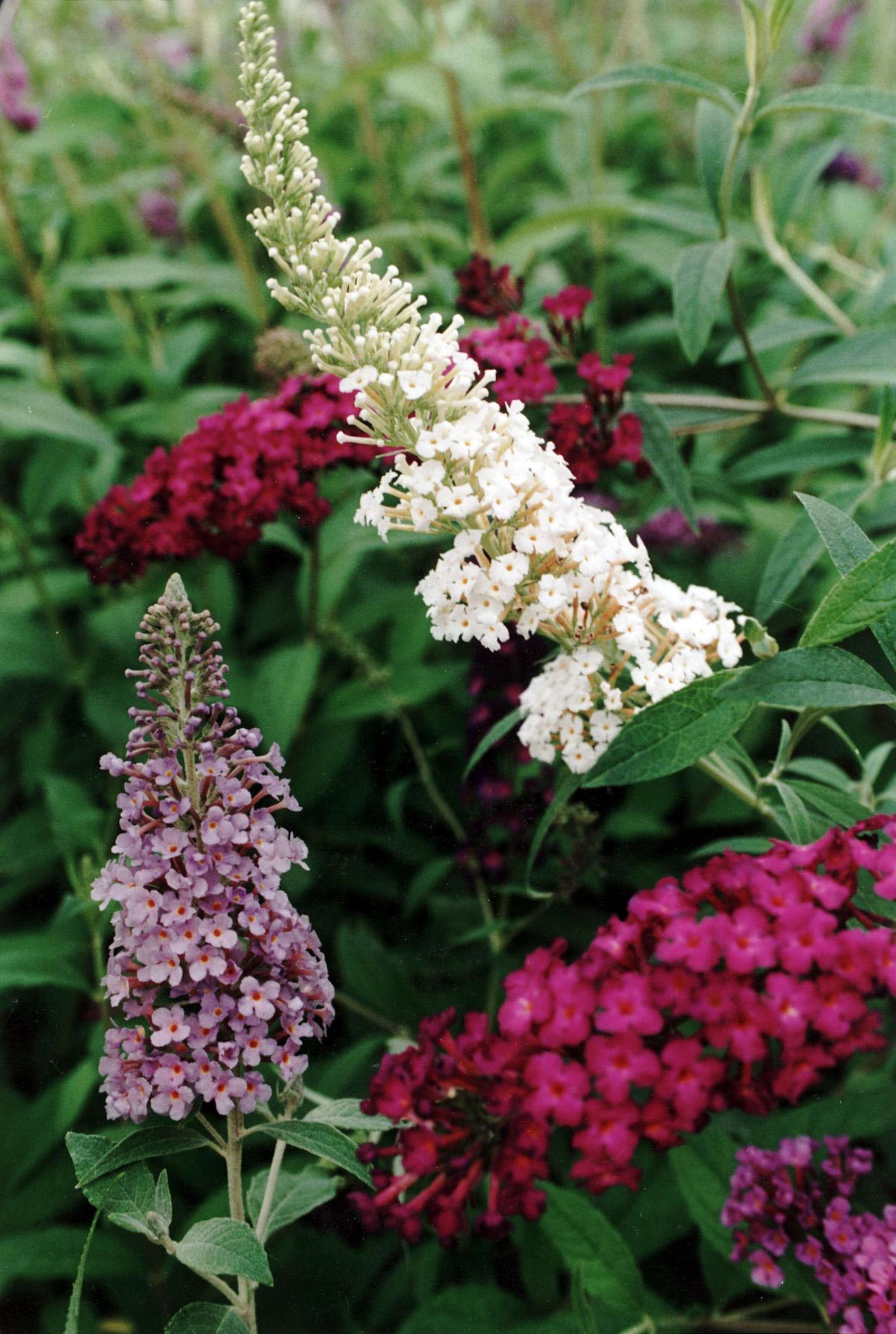 9 fragrant shrubs for Houston gardens