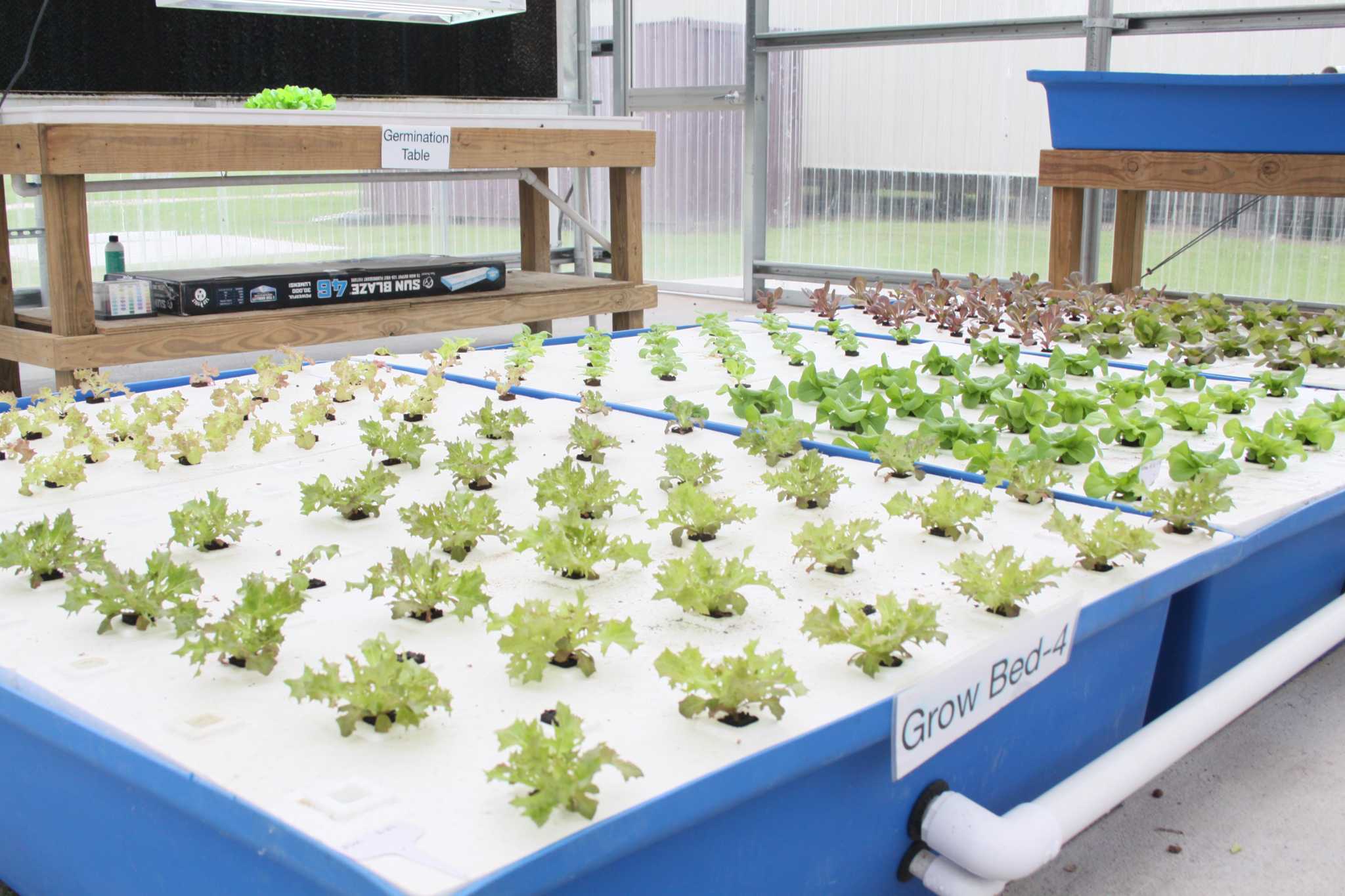 Wunderlich Intermediate seeks to teach and feed students with aquaponic ...