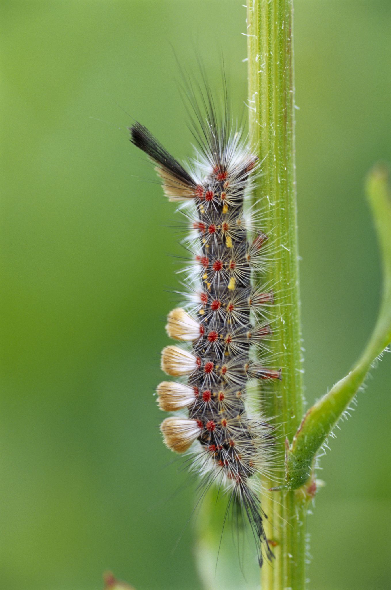 Caterpillar infestation in Mountain View: 'They're dropping from trees ...