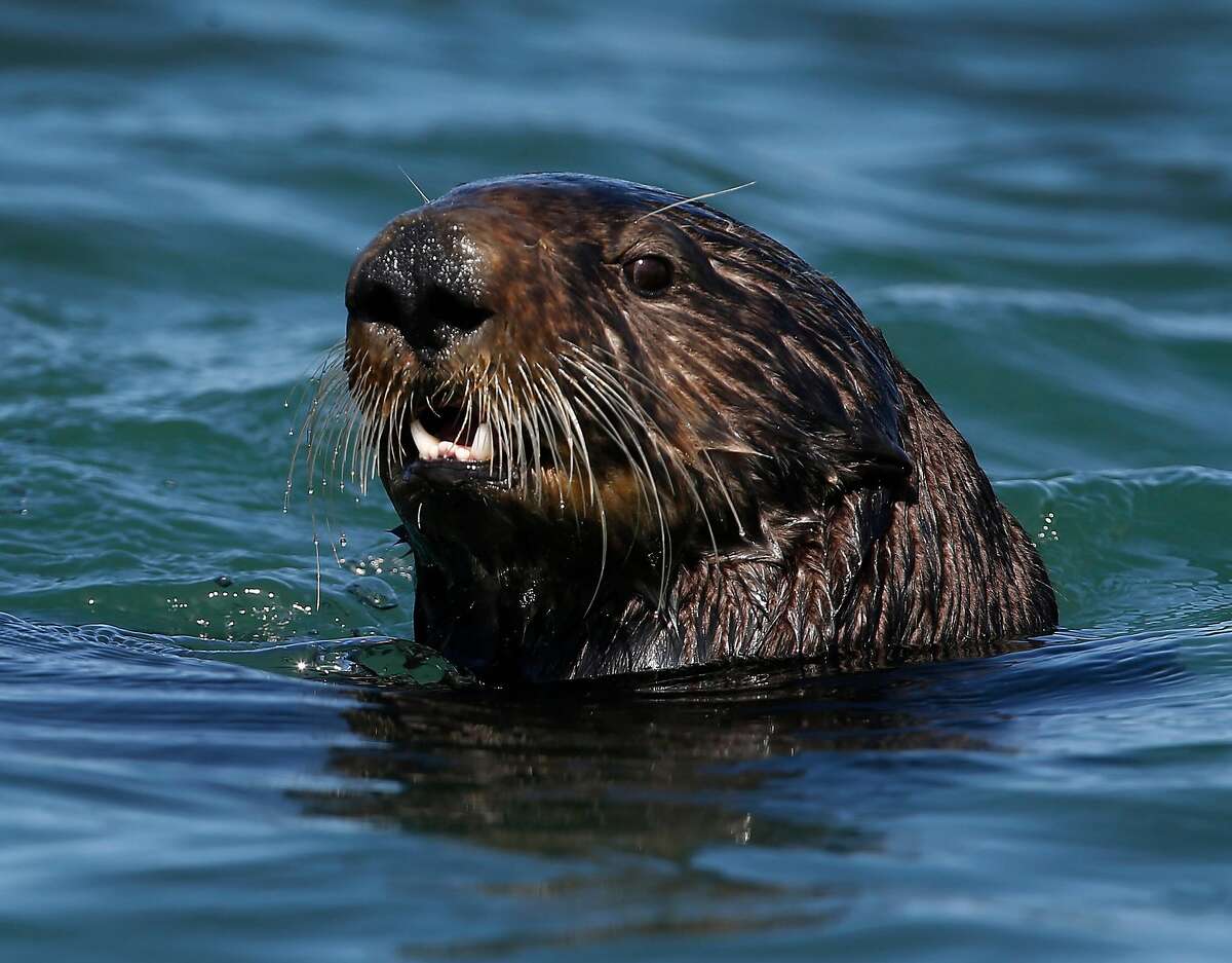 Marine Mammal Protection Act has helped shark, seal, otter populations ...