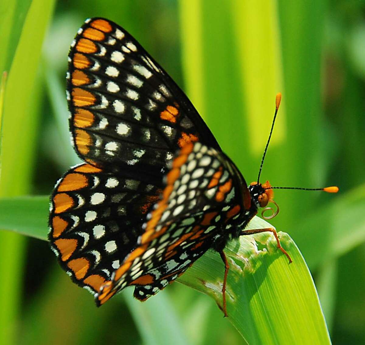 Baltimore checkerspot brings noble colors
