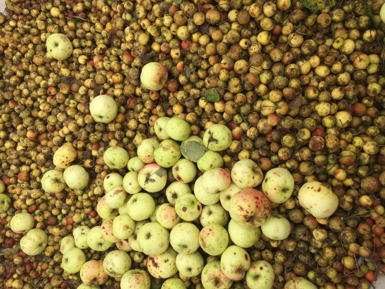 Wild apples yield novel cider varieties