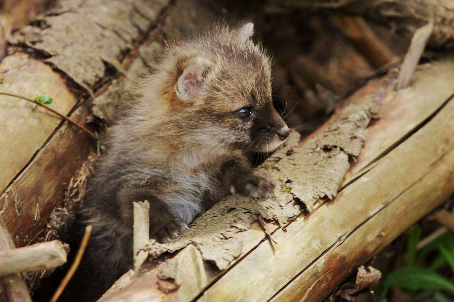 DEEP: What to do with wild ‘orphan’ animals - Connecticut Post