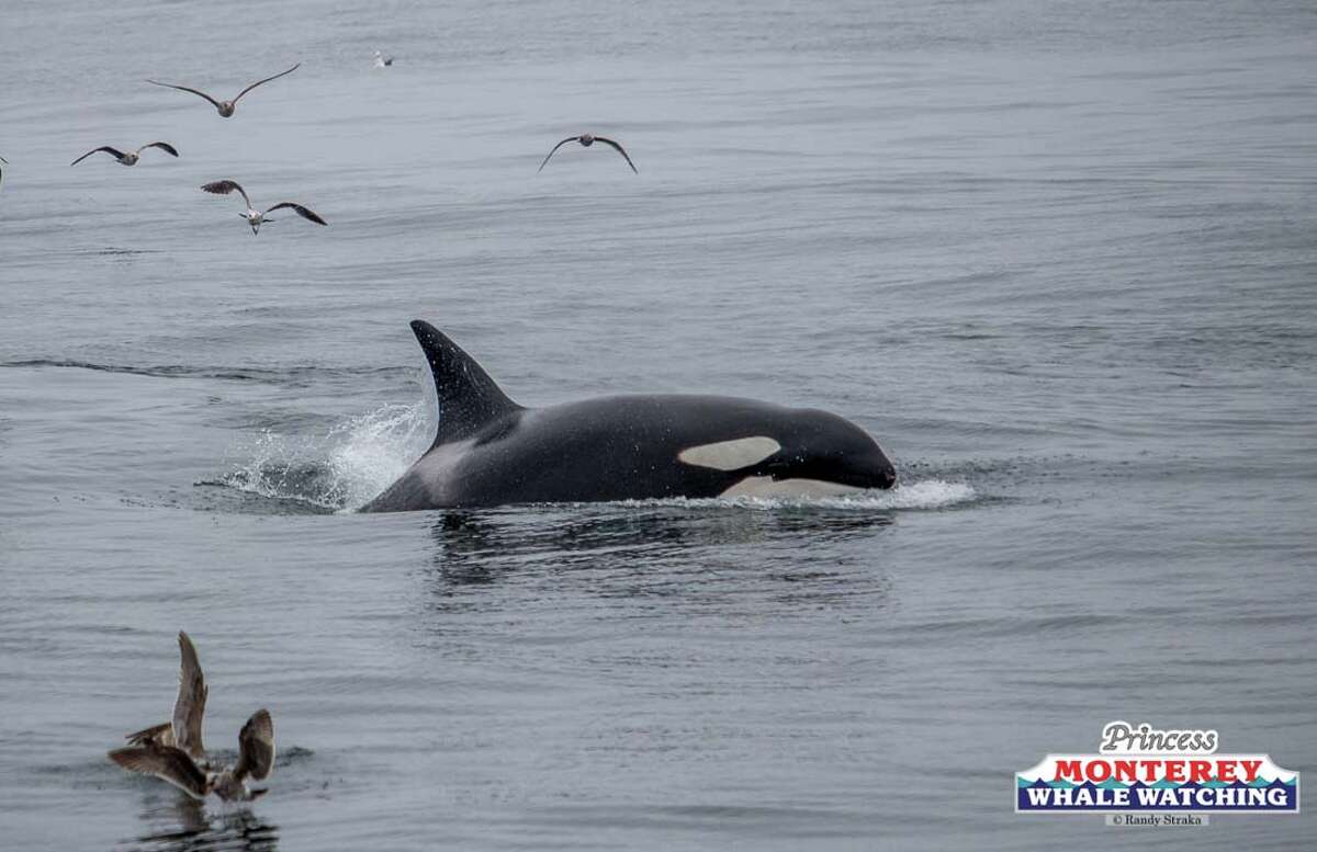 Record number of killer whales show up to feast in Monterey Bay
