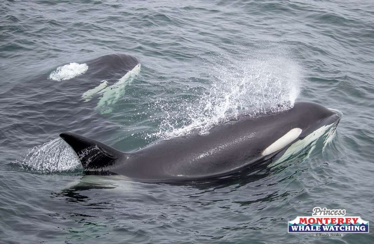 Record number of killer whales show up to feast in Monterey Bay