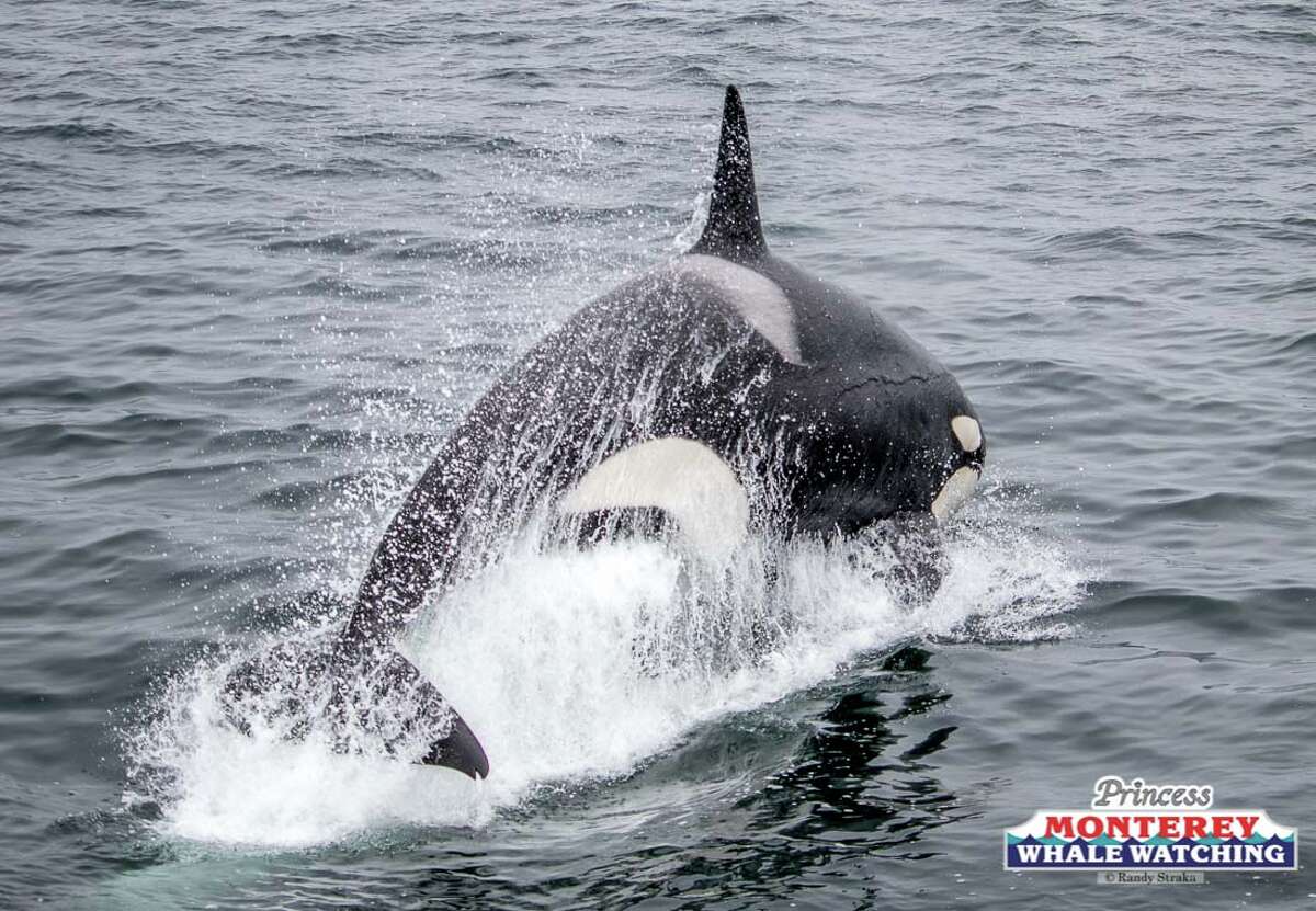 Record number of killer whales show up to feast in Monterey Bay