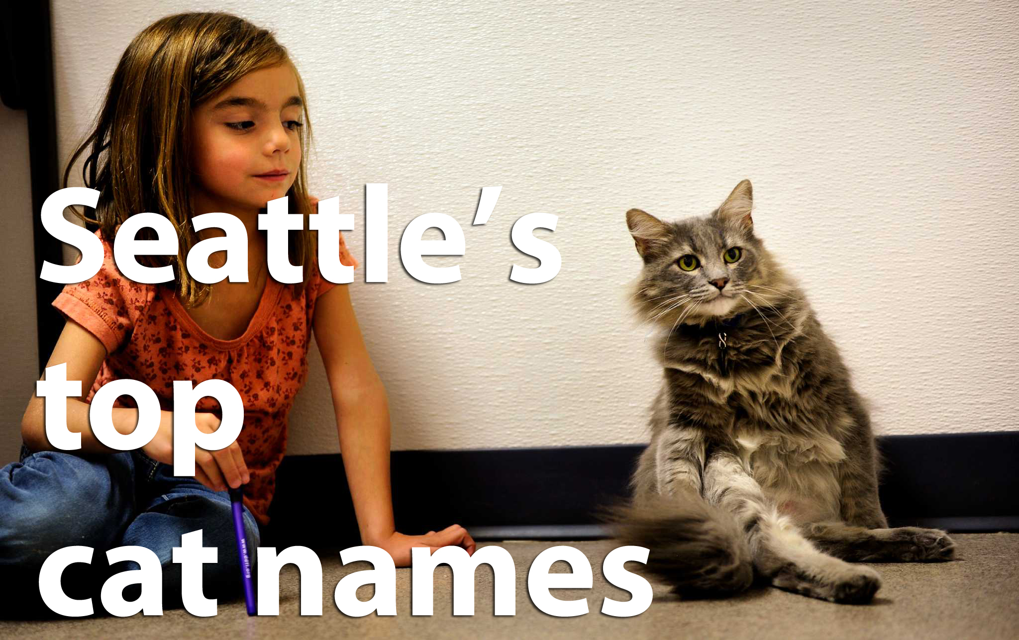 Seattle's top cat names: They're not 'Boots' or 'Whiskers,' but more human