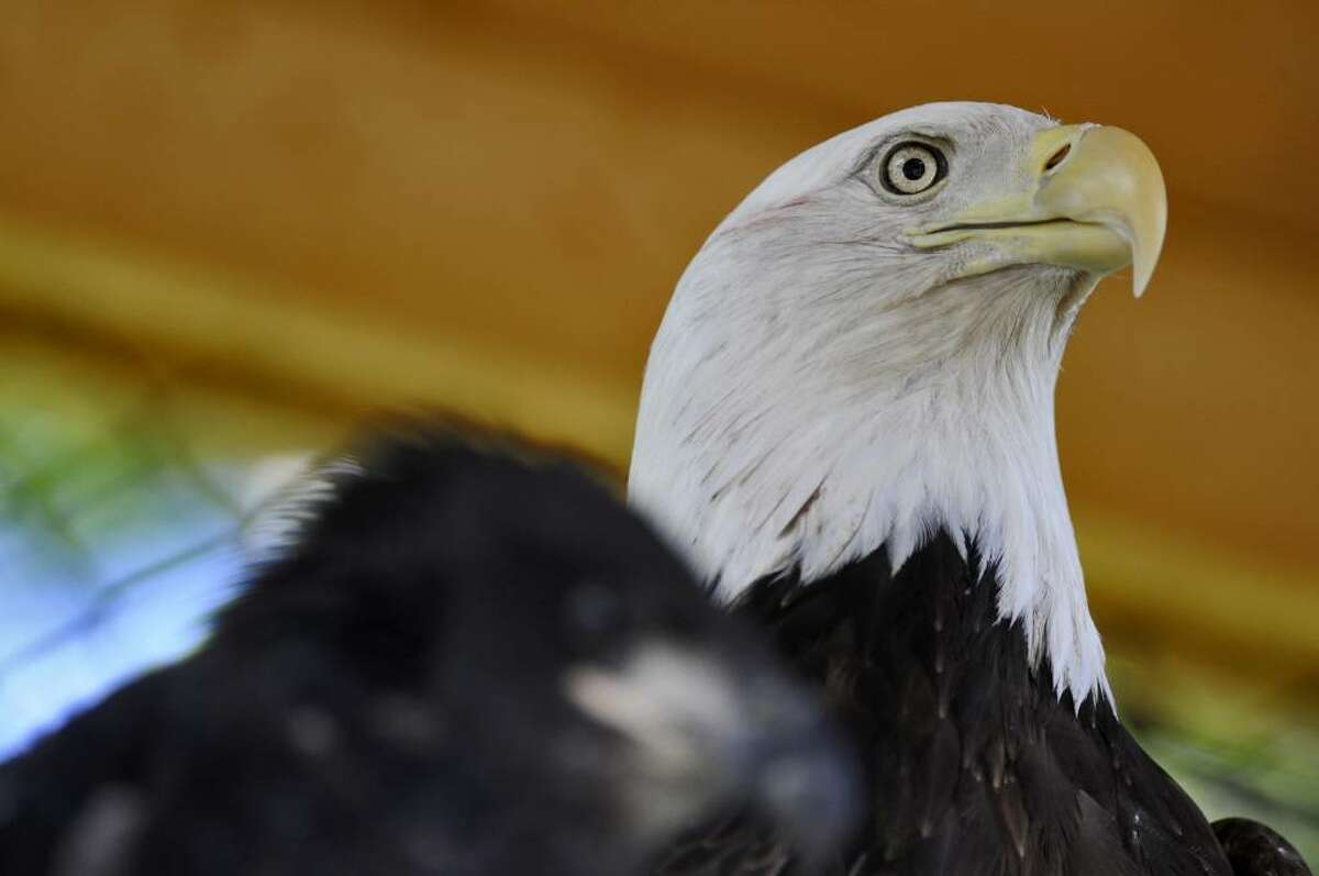 Afghan eagle's rehab grounded