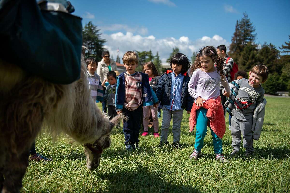 UC Berkeley students treated to llama therapy before finals