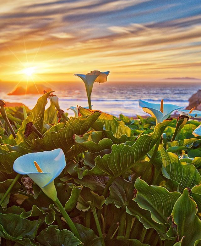 Instagrammers celebrate the Bay Area spring