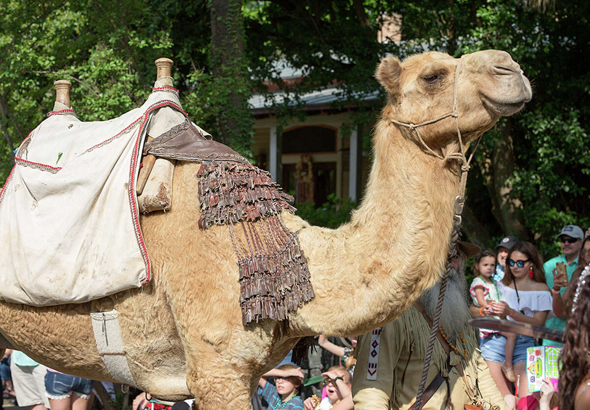 Photos: King William Fair takes over Southtown for Fiesta