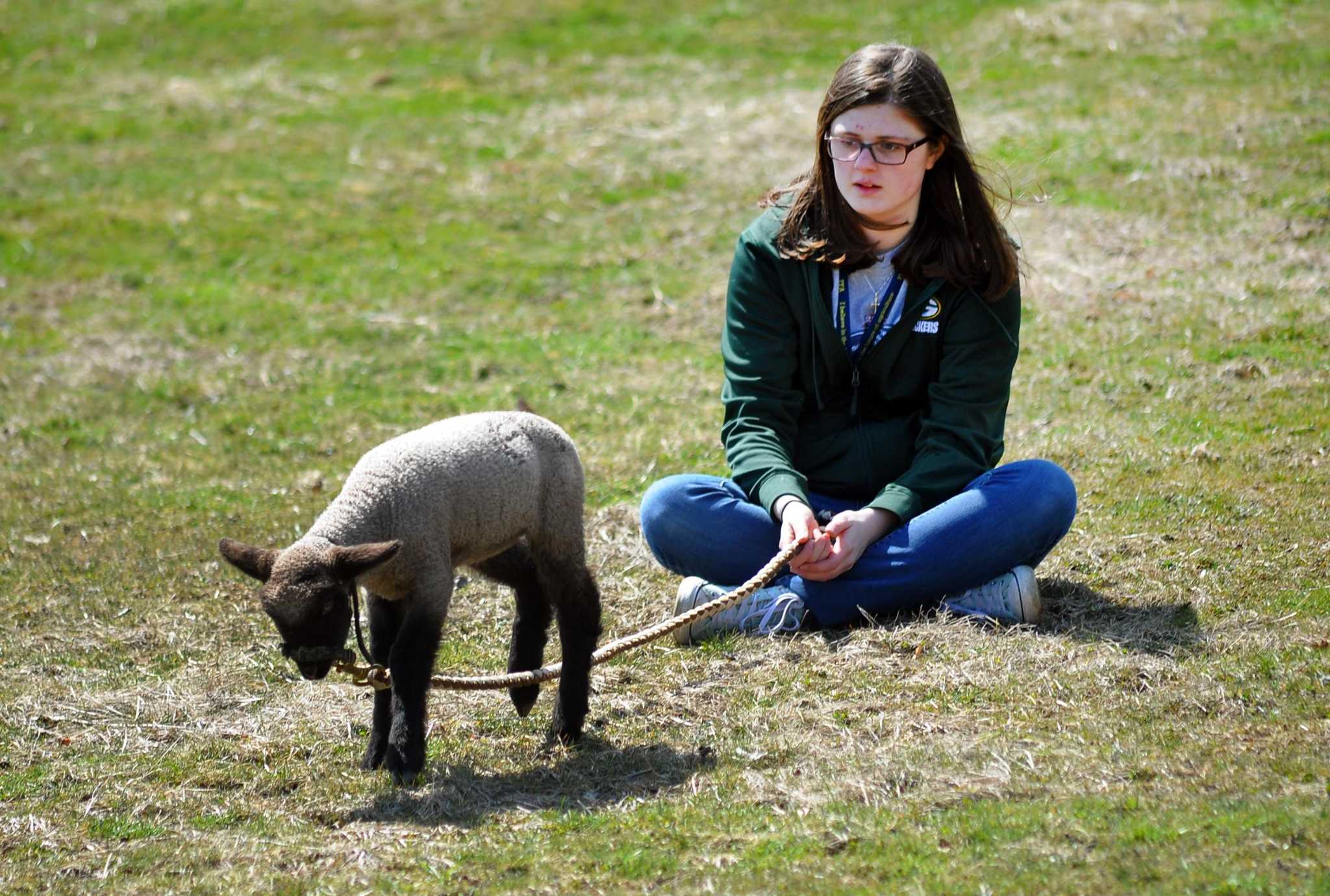 Spring lambs brighten Trumbull agriscience program