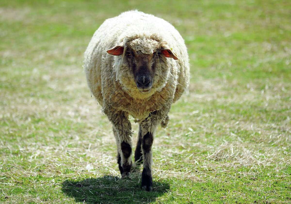 Spring lambs brighten Trumbull agriscience program