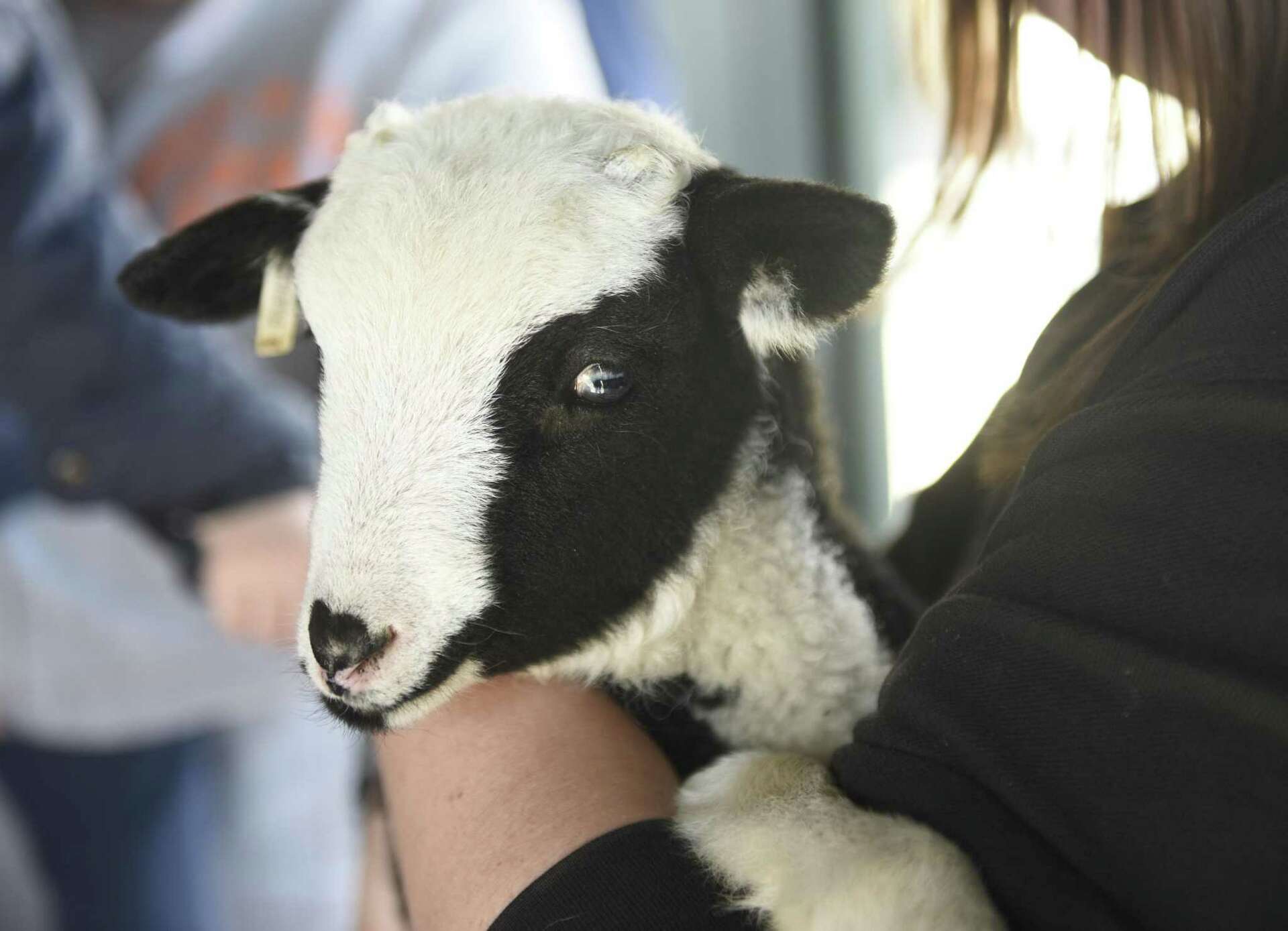 Animals entertain at “Spring at the Farm”