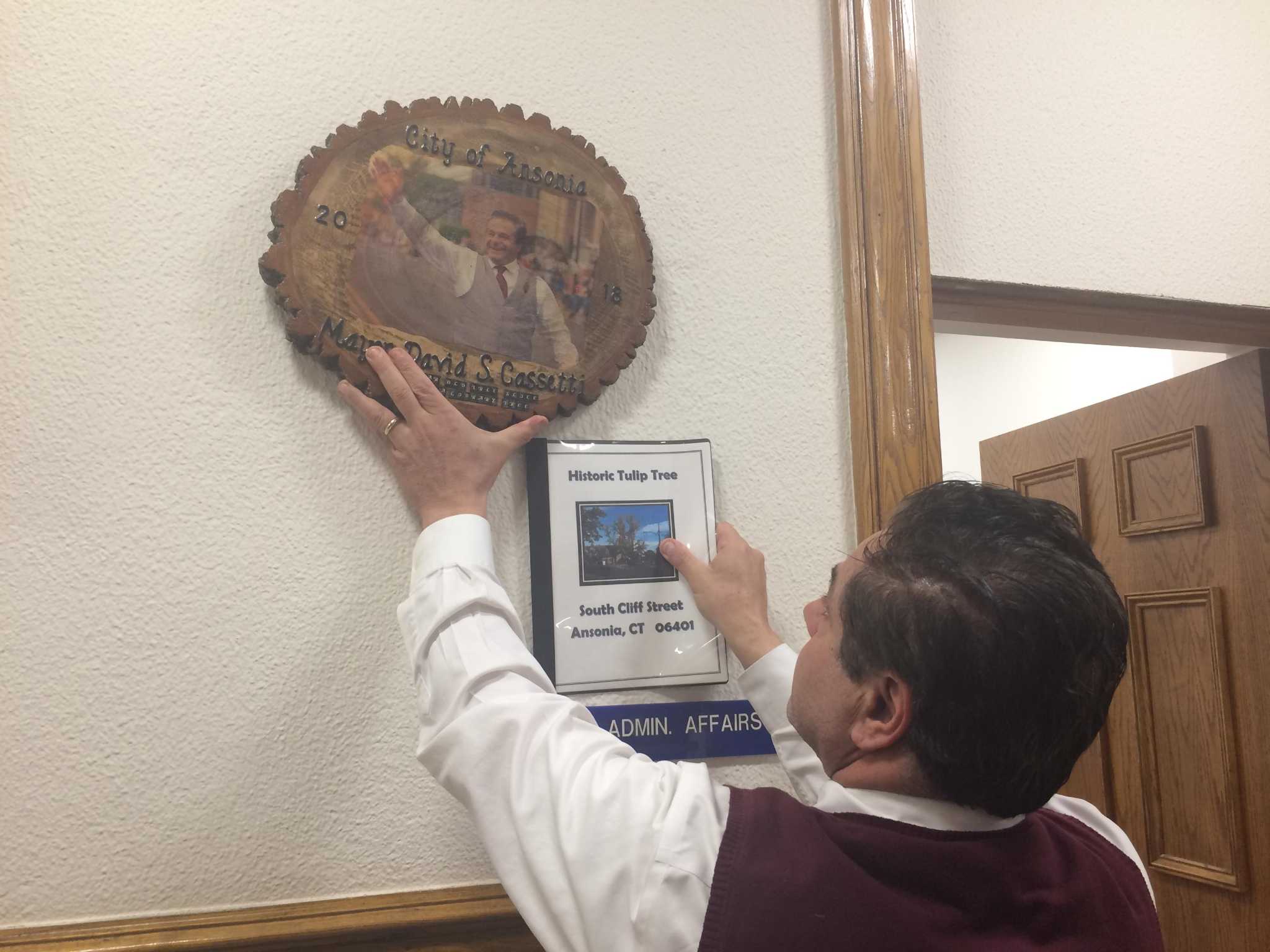 Century old tree lives on in Ansonia’s City Hall