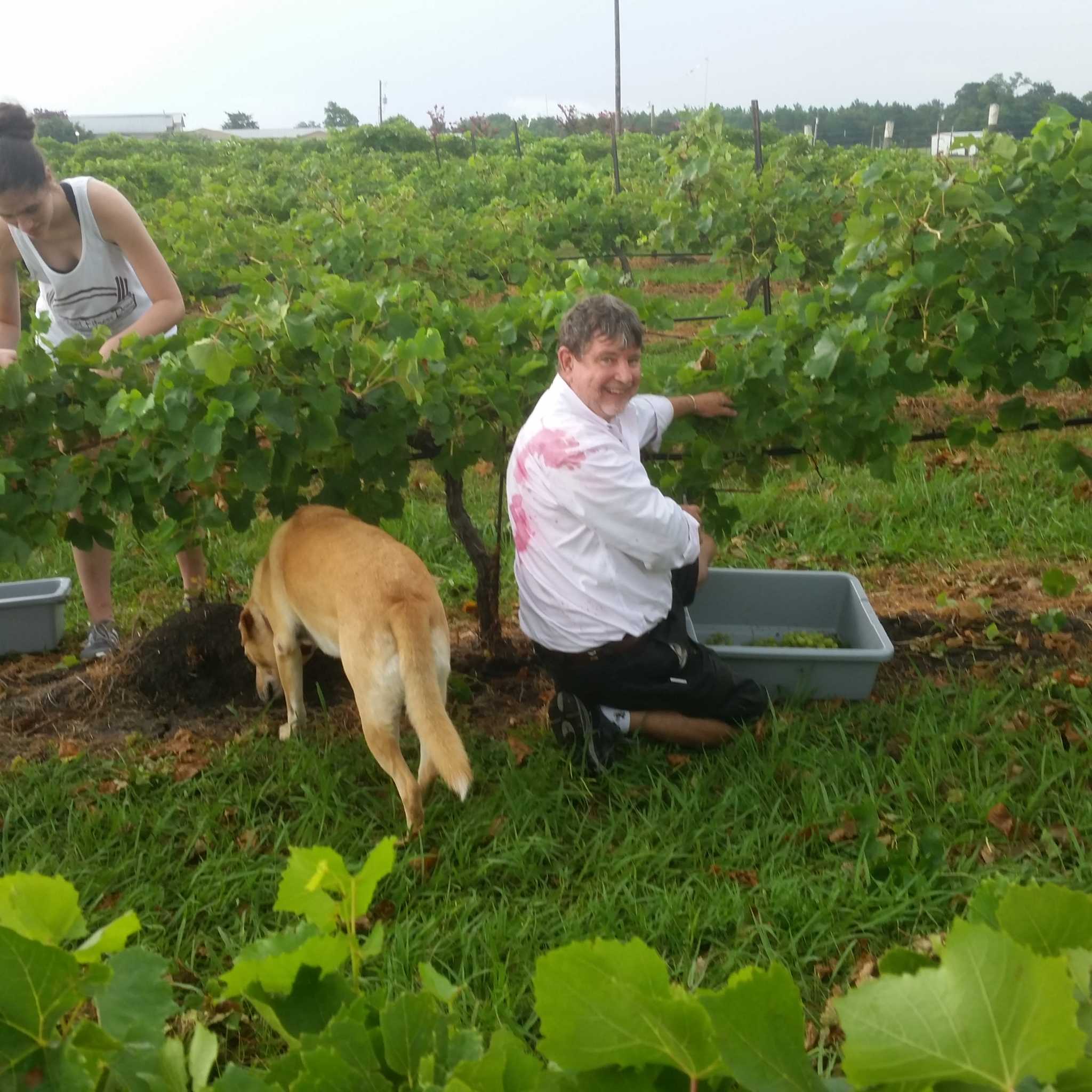 Wine Walk: Winery dogs nearly as famous as the wine makers