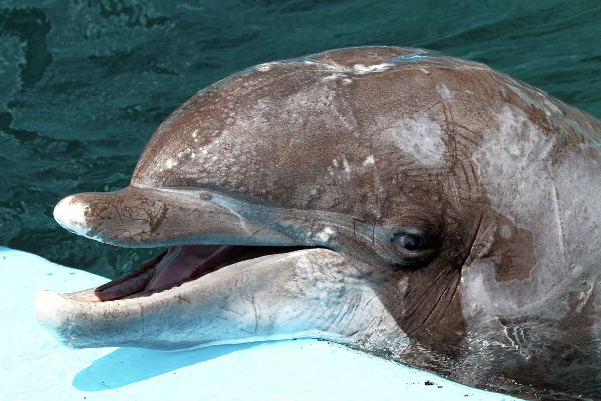 Semo, America’s oldest male dolphin, dies at Six Flags Discovery Kingdom