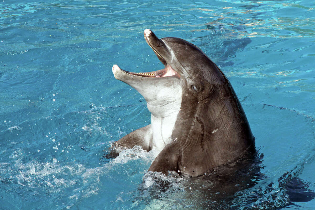 Semo, America’s oldest male dolphin, dies at Six Flags Discovery Kingdom