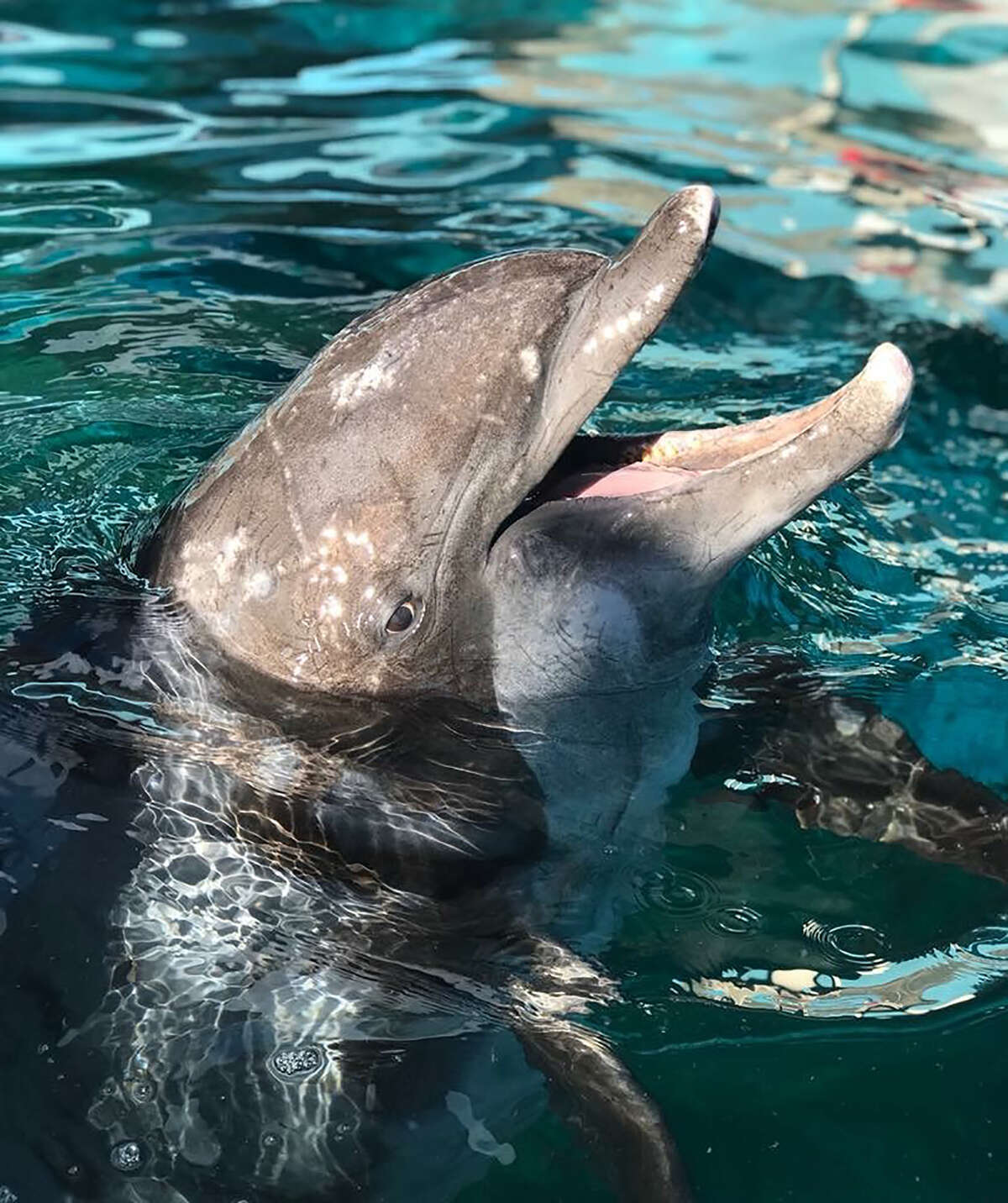 Semo, America’s oldest male dolphin, dies at Six Flags Discovery Kingdom