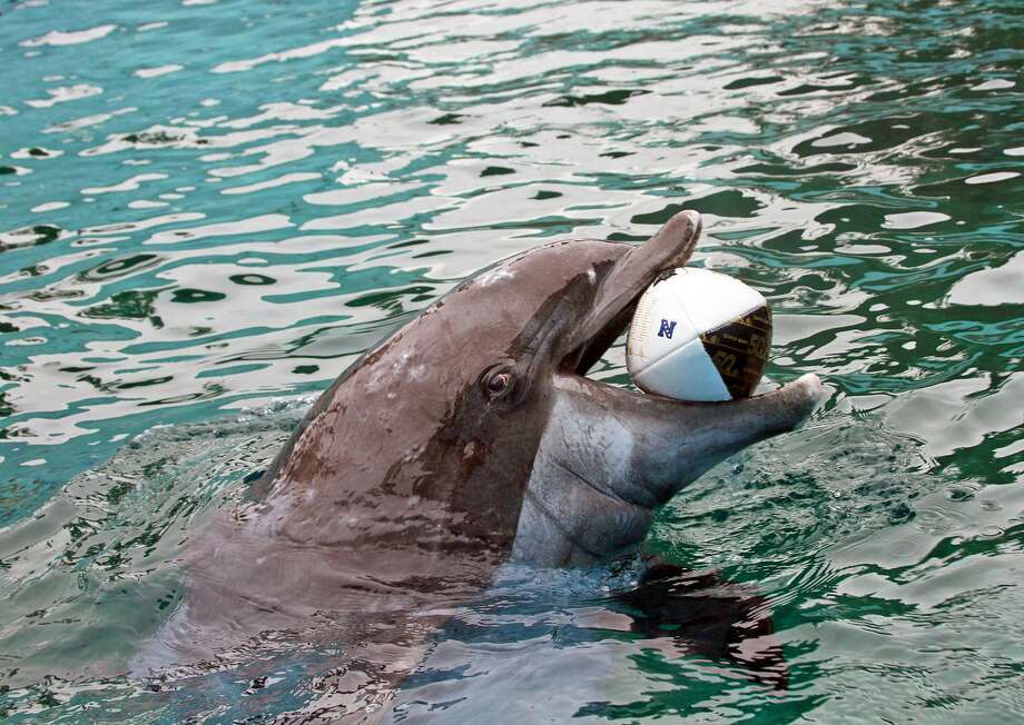 Semo, America’s oldest male dolphin, dies at Six Flags Discovery ...