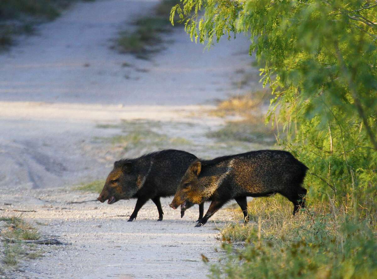 Possible javelina spotted strolling around downtown San Antonio