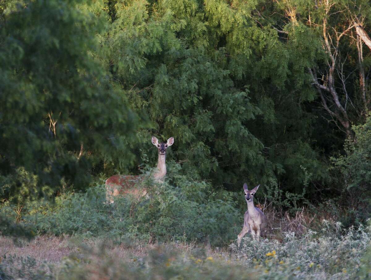 The natural wonders of South Texas