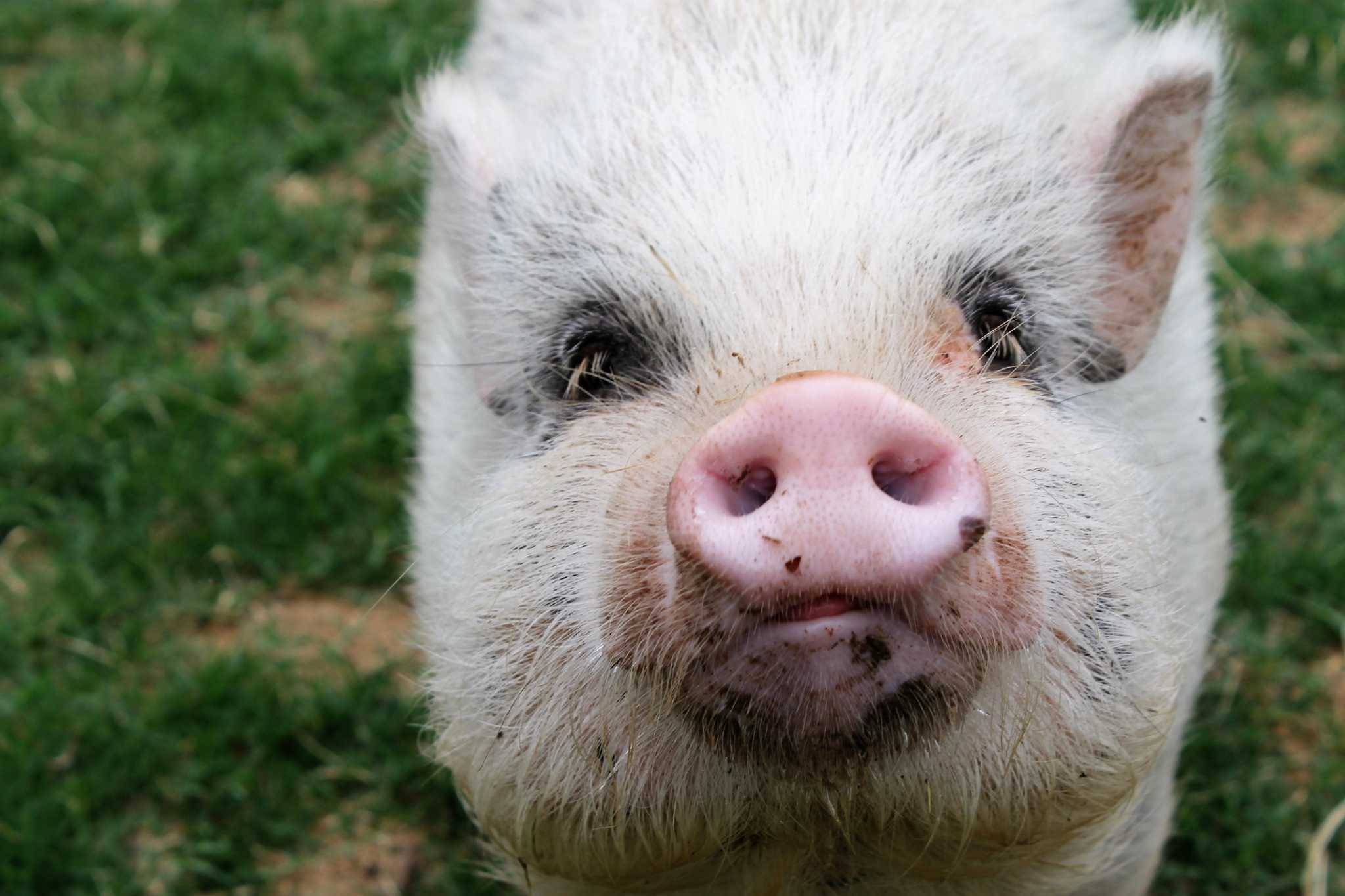 San Antonio resident finds pot-bellied pig in his Northeast Side garage