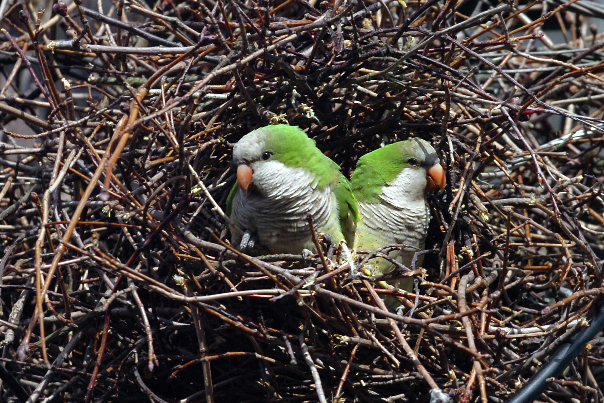 Monk parakeets are a fun, outdoor surprise