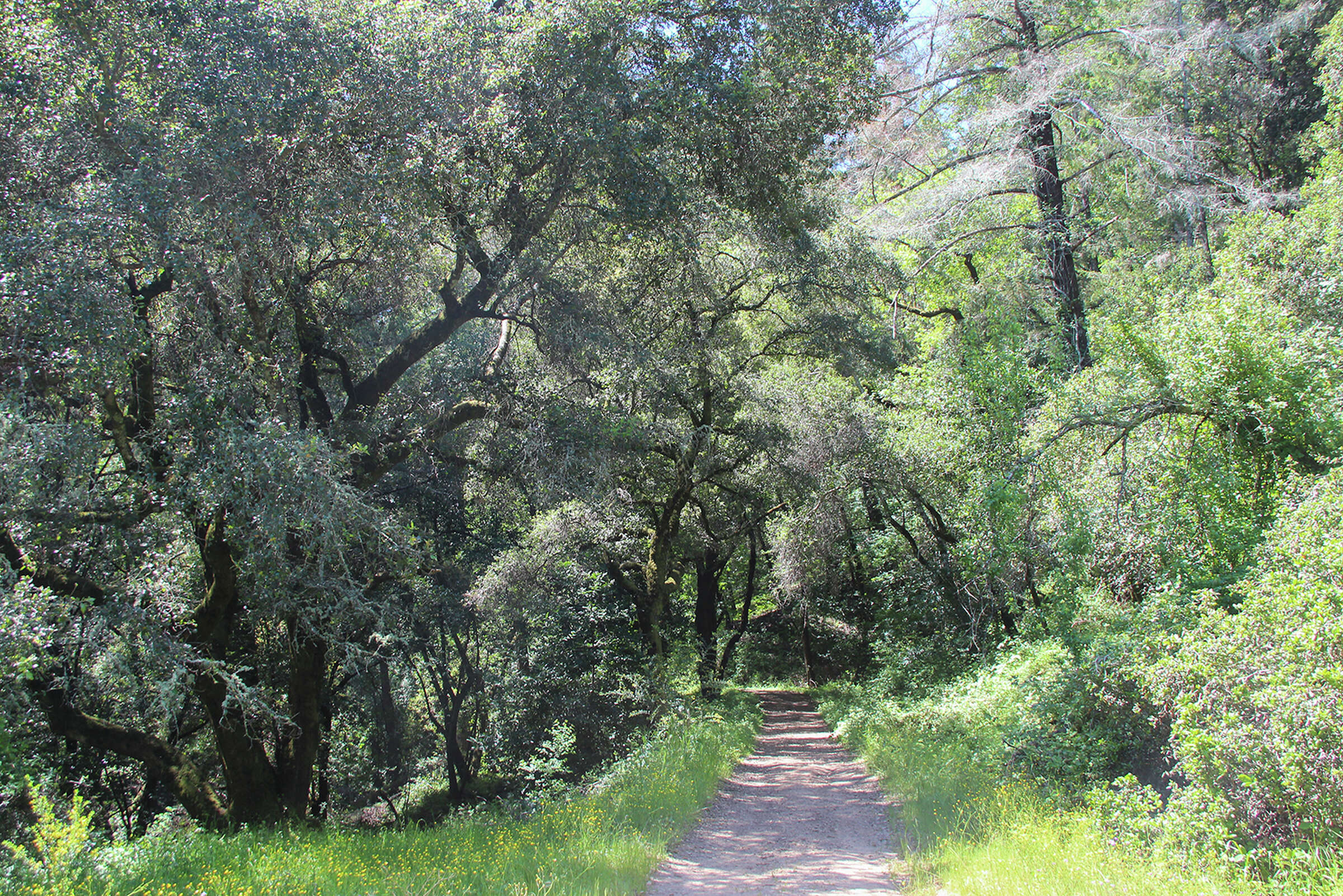 1,400 acres of Bay Area redwood forest will soon be opened up to the public