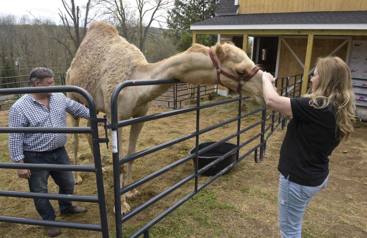 Ridgefield couple introduces camel to the neighborhood