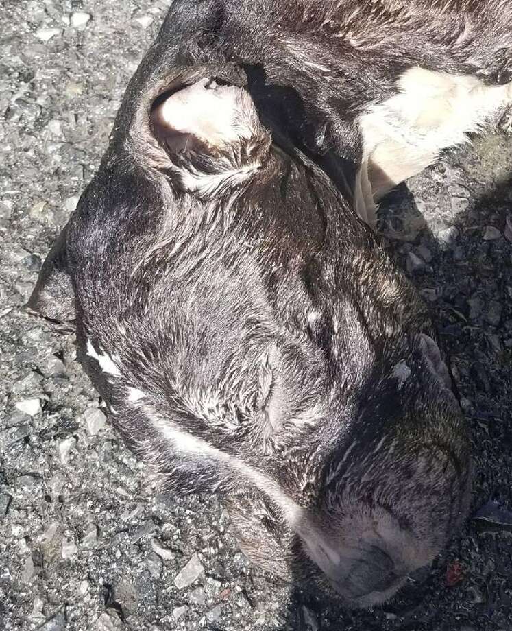 Police offering $5000 reward for information about death of dog ...