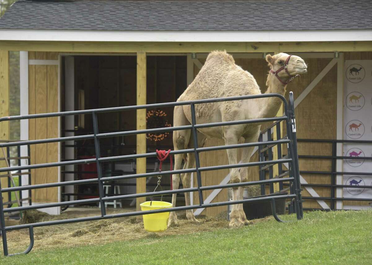 Ridgefield couple introduces camel to the neighborhood