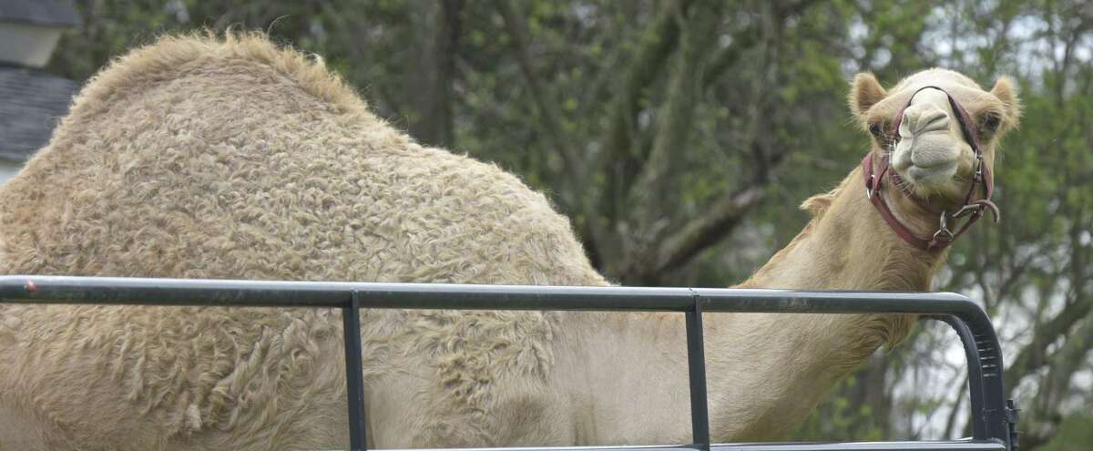 Ridgefield couple introduces camel to the neighborhood