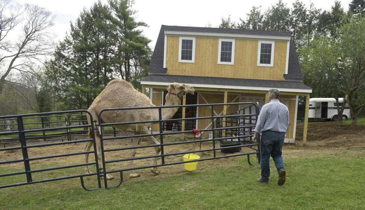 Ridgefield couple introduces camel to the neighborhood