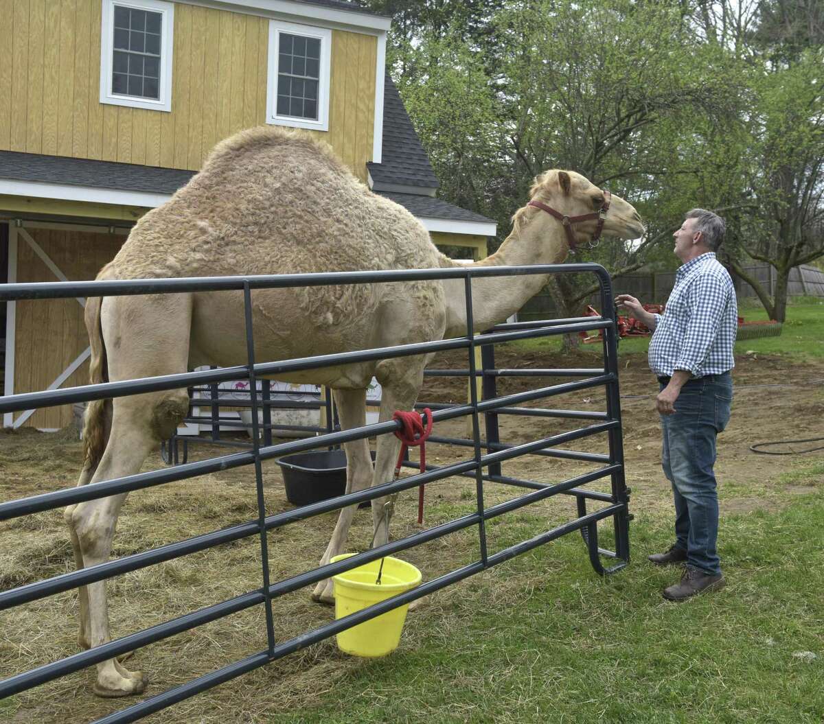 Ridgefield couple introduces camel to the neighborhood