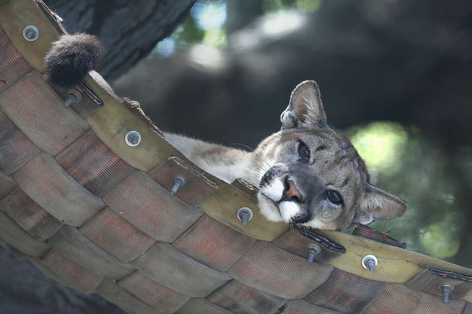 Oakland Zoo’s puma cubs get comfortable in their soon-to-open exhibit