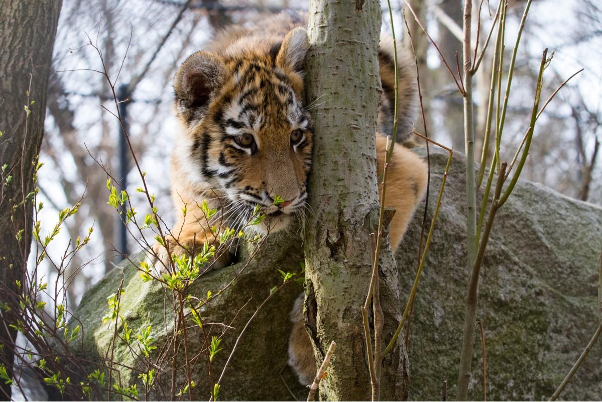 Tiger Trot raises more than $10,000 for zoo