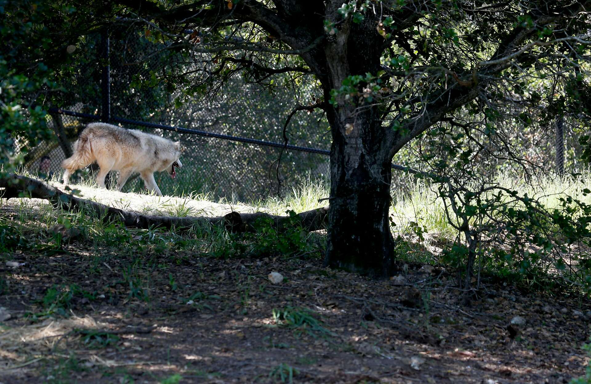 Wolves in Northern California aren’t just loping through anymore; they ...